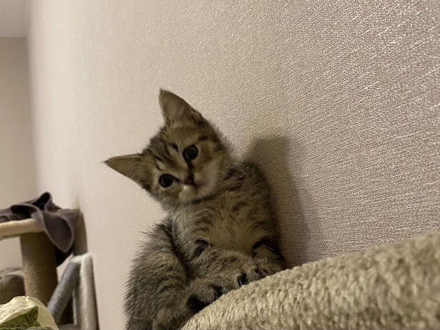 Котенок британский
