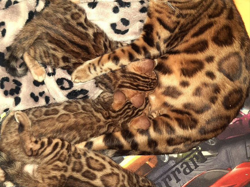 Бенгальские котята