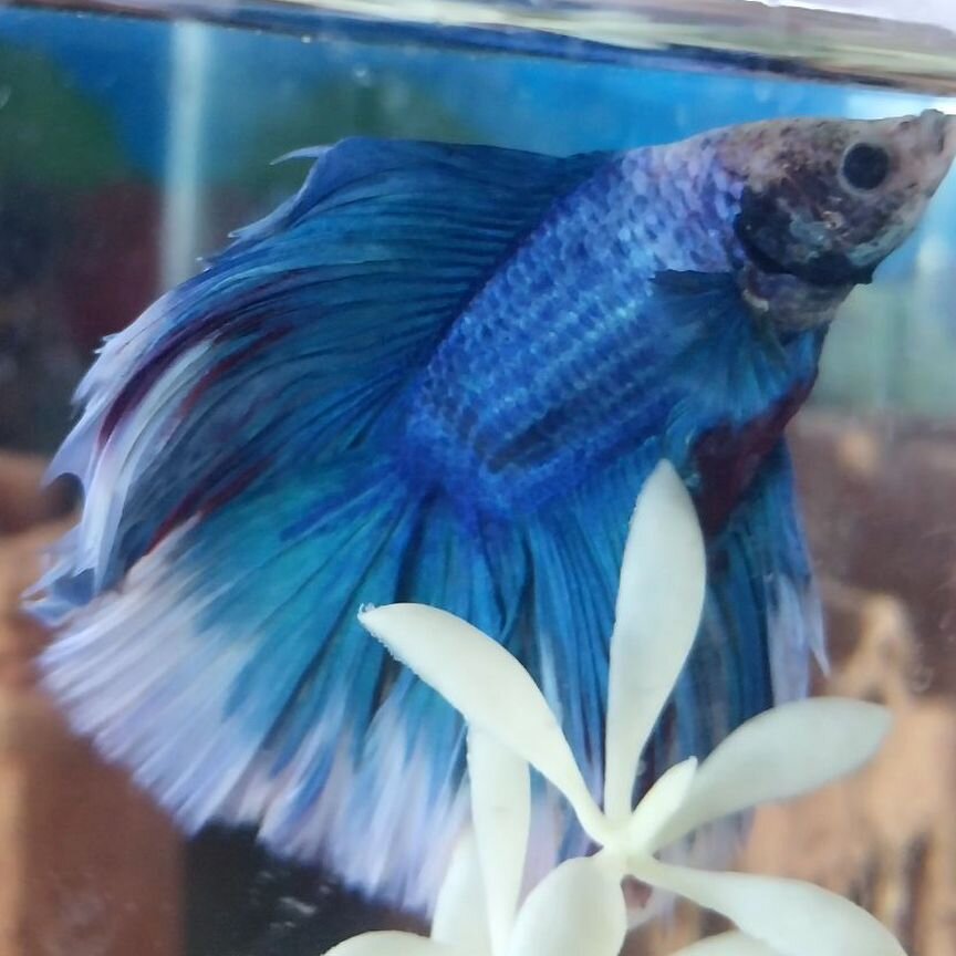 Рыбка-петушок