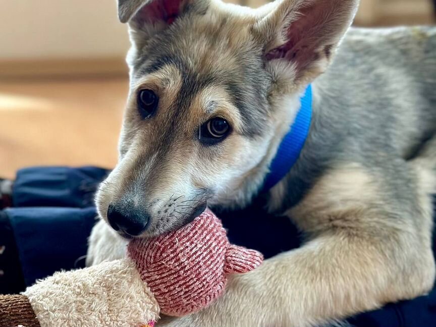 Щенок в добрые руки