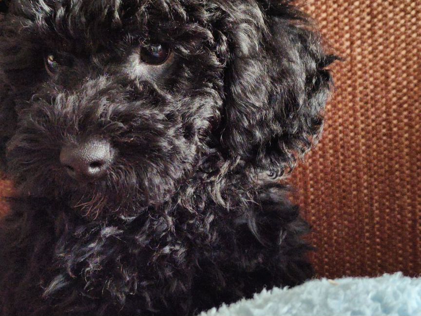 Пудель карликовый щенок