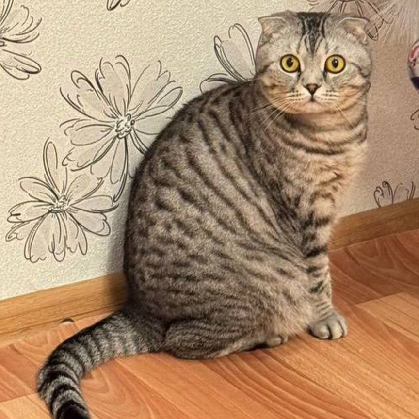 Отдам вислоухую кошку