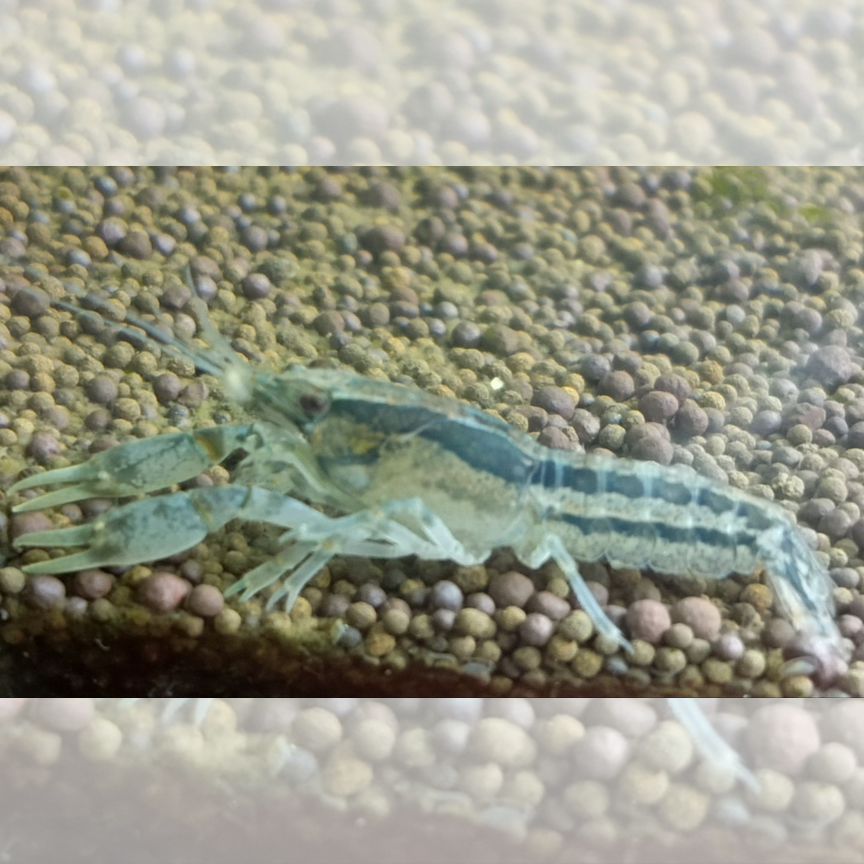 Голубые мексиканские карликовые раки