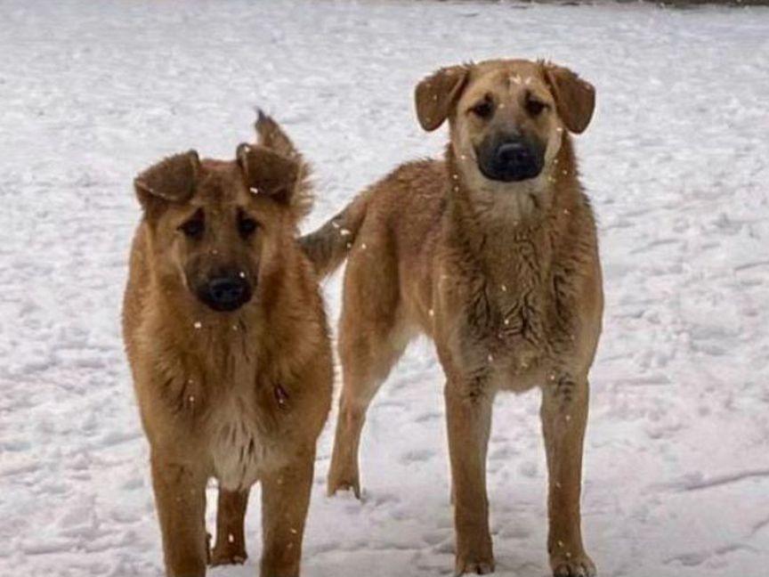 Рыжие красавицы в добрые руки