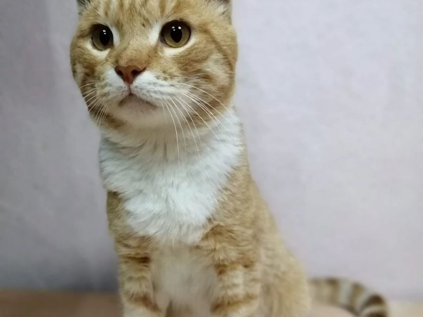 Рыжий котяра в добрые руки