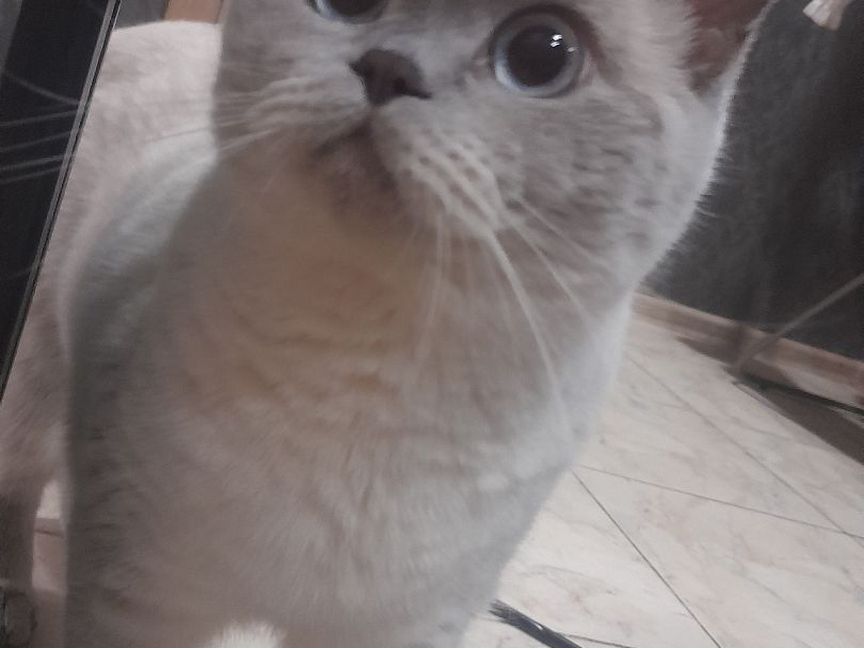 Шотландский котенок скоттиш страйт