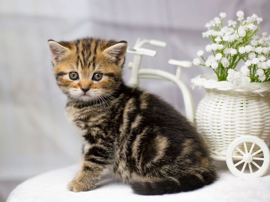 Котенок шотландский прямоухий мальчик