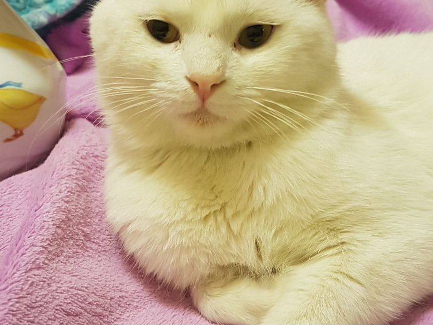 Белянчик из приюта