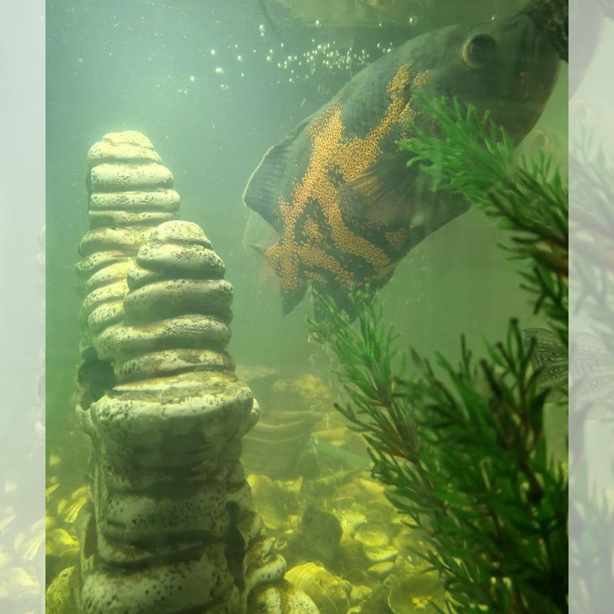 Продам аквариум 210л с рыбками