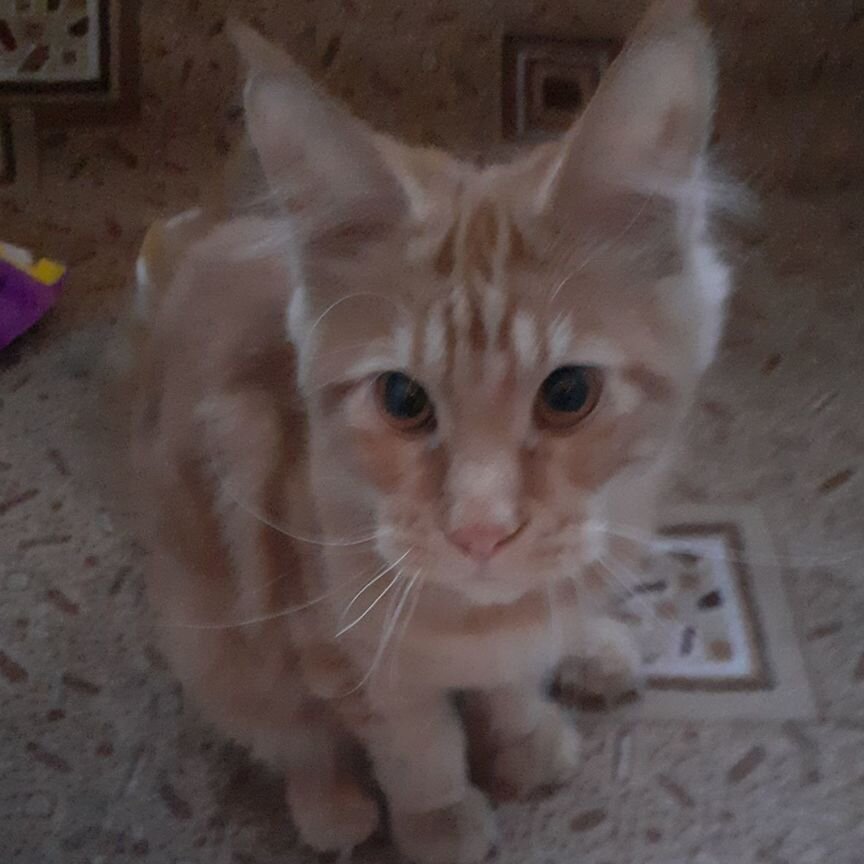 Домашние животные кошки