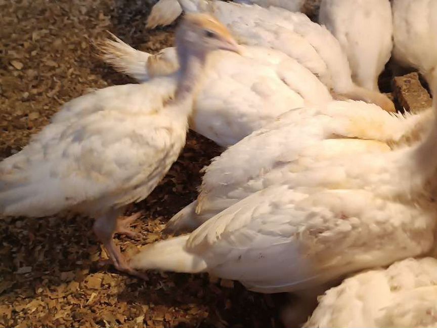 Индюки индюшата Виктория из Ставропольского края