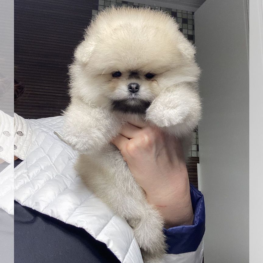 Померанский шпиц, щенок