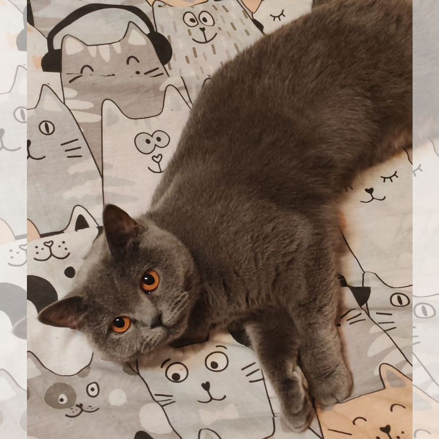 Британская короткошёрстная кошка, взрослая