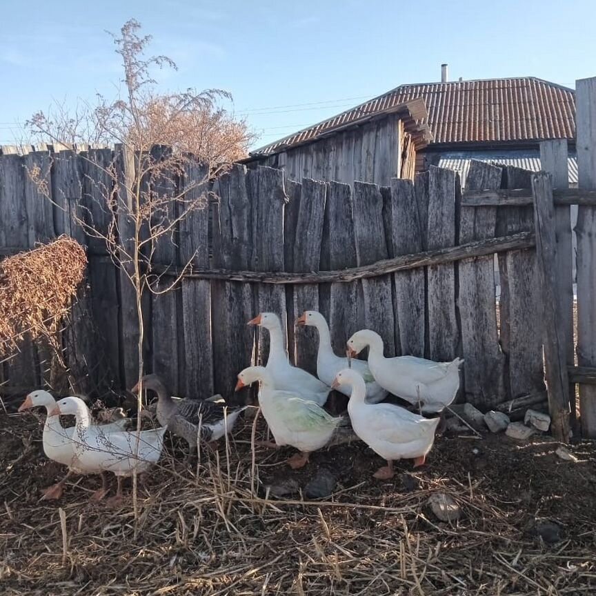 Продам гусей