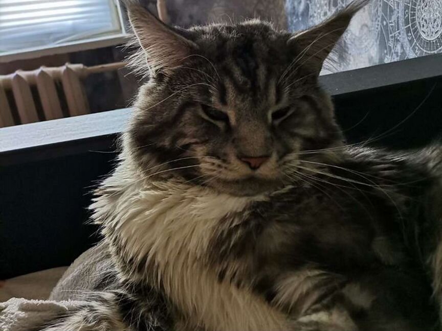 Вязка-Случка с Мейн-Кун