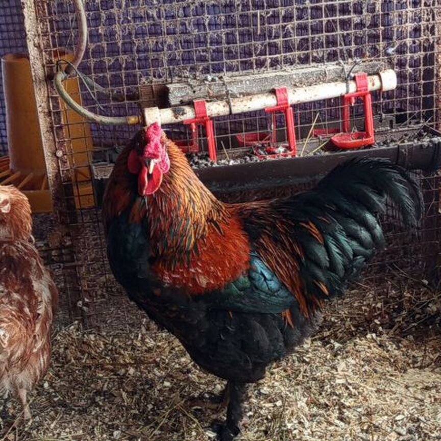 Красивые породистые петухи