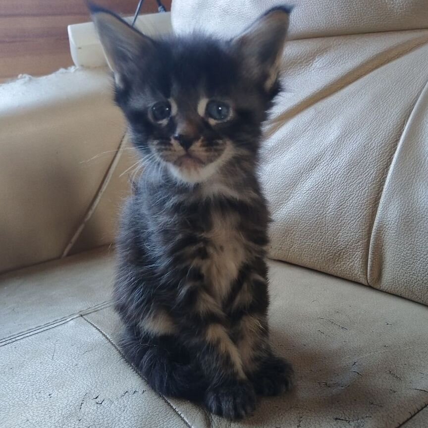 Мейн-кун котёнок