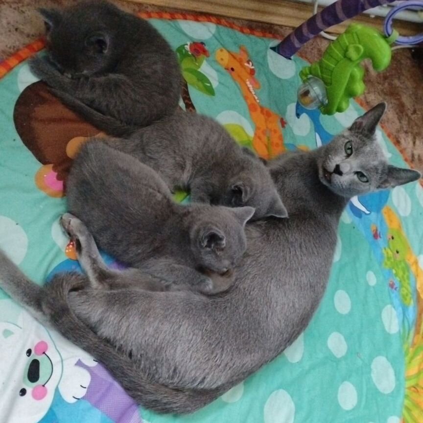 Русский голубой котёнок