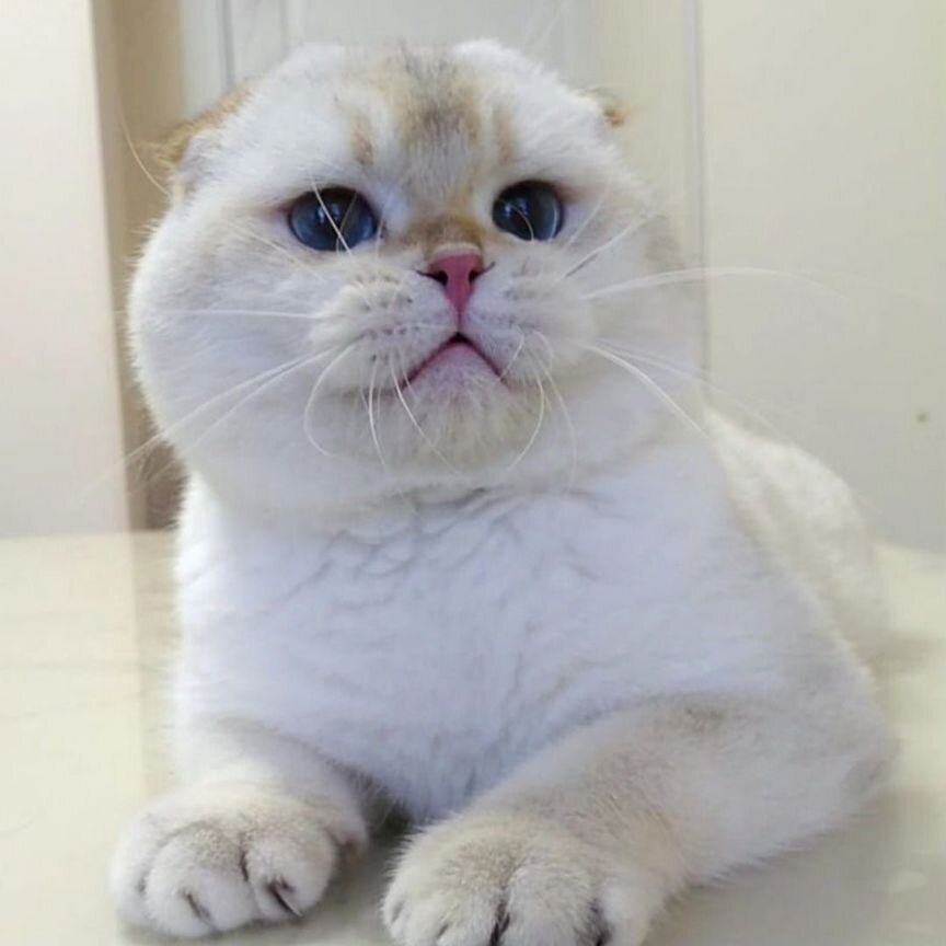 Шотландский котик