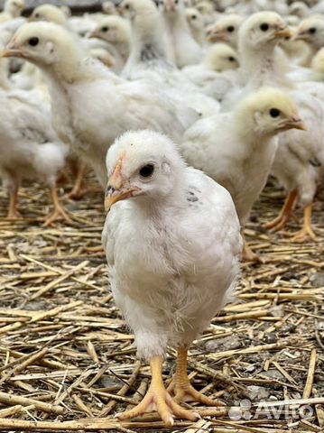 Цыплята адлерская серебристая