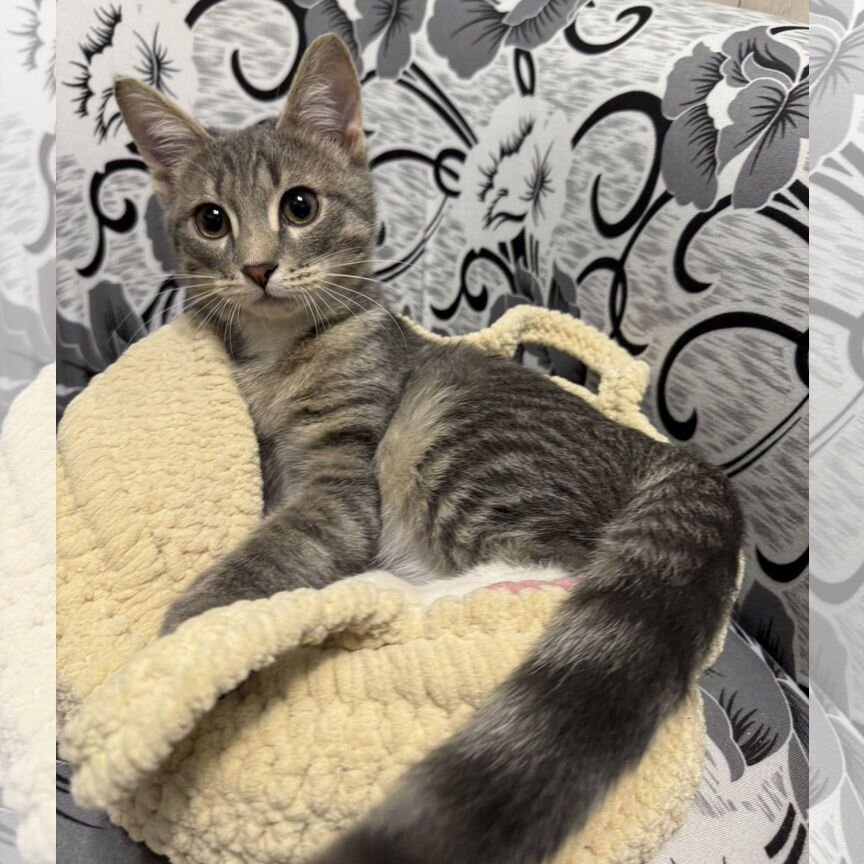 Котенок в добрые руки