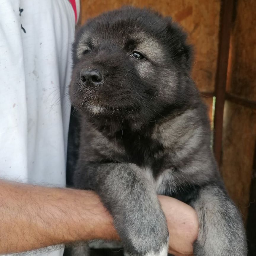 Щенки кавказкой овчарки мальчики и девочки