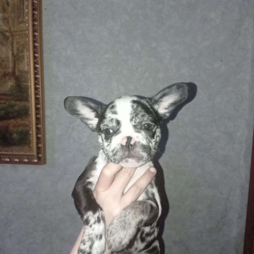 Французский бульдог щенки