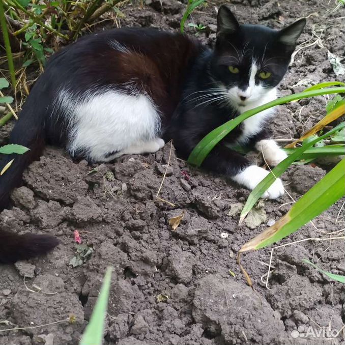 Котики братья