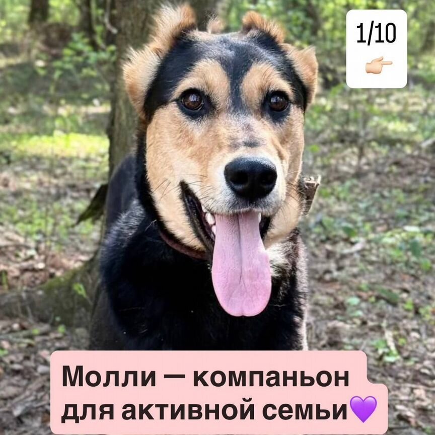 Взрослая собака в добрые руки