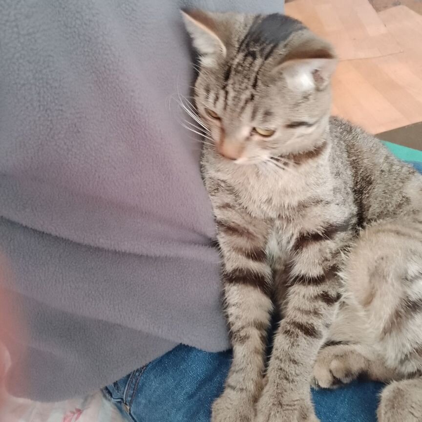 Отдам кота в добрые руки бесплатно