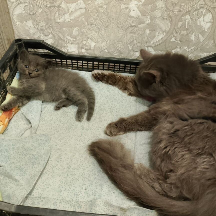 Котята в добрые руки