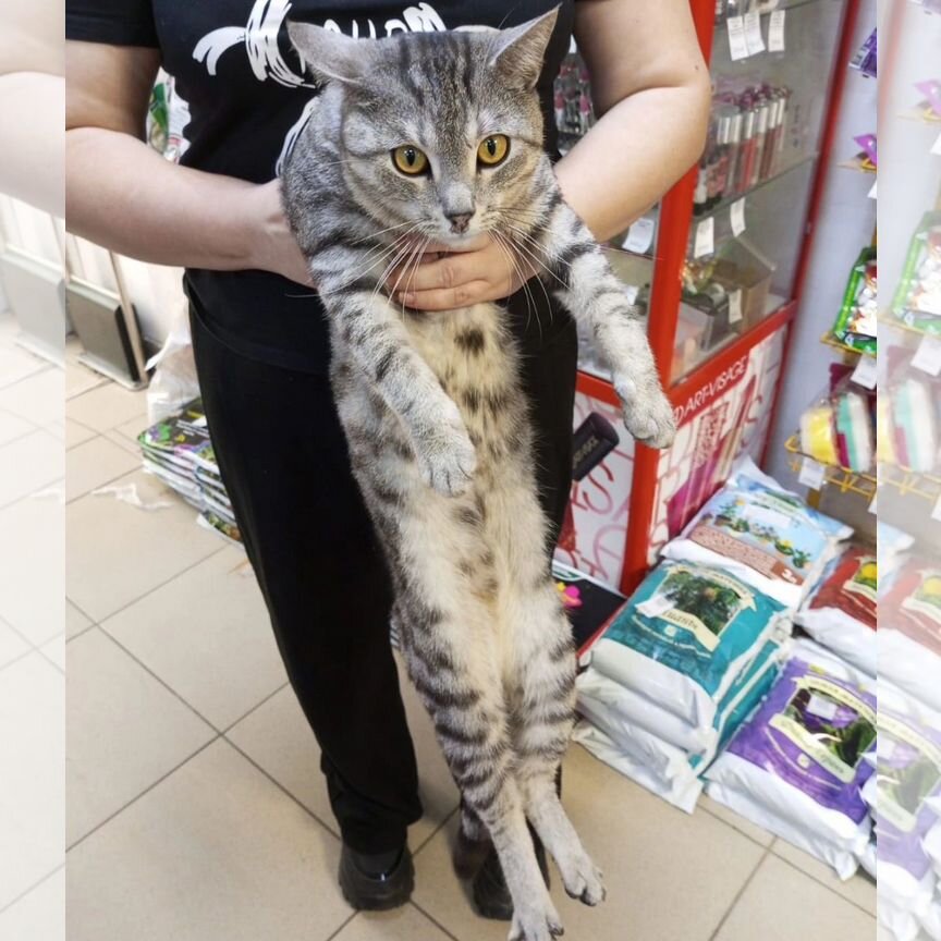 Кот