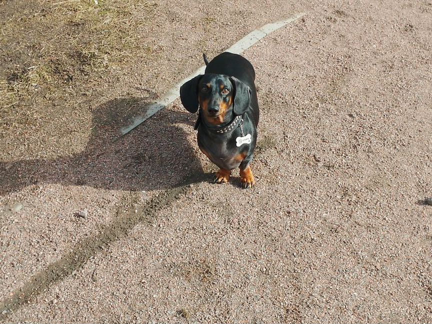 Собака такса