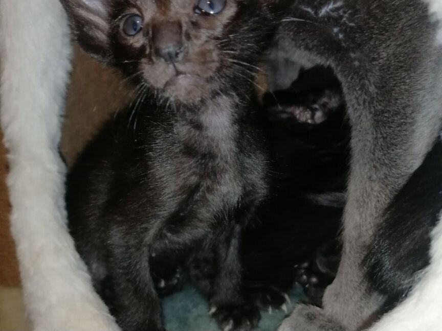 Орентальные котята