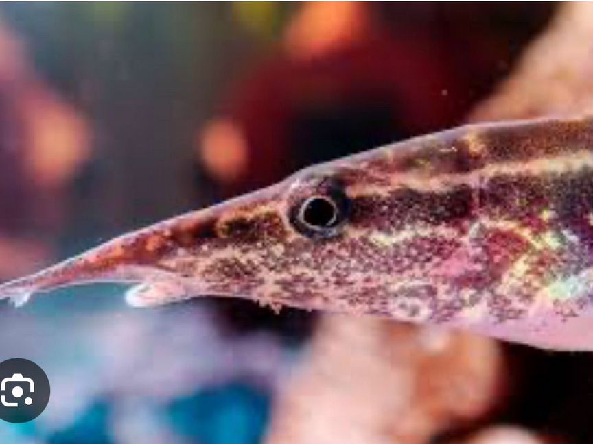 Аквариумные рыбки