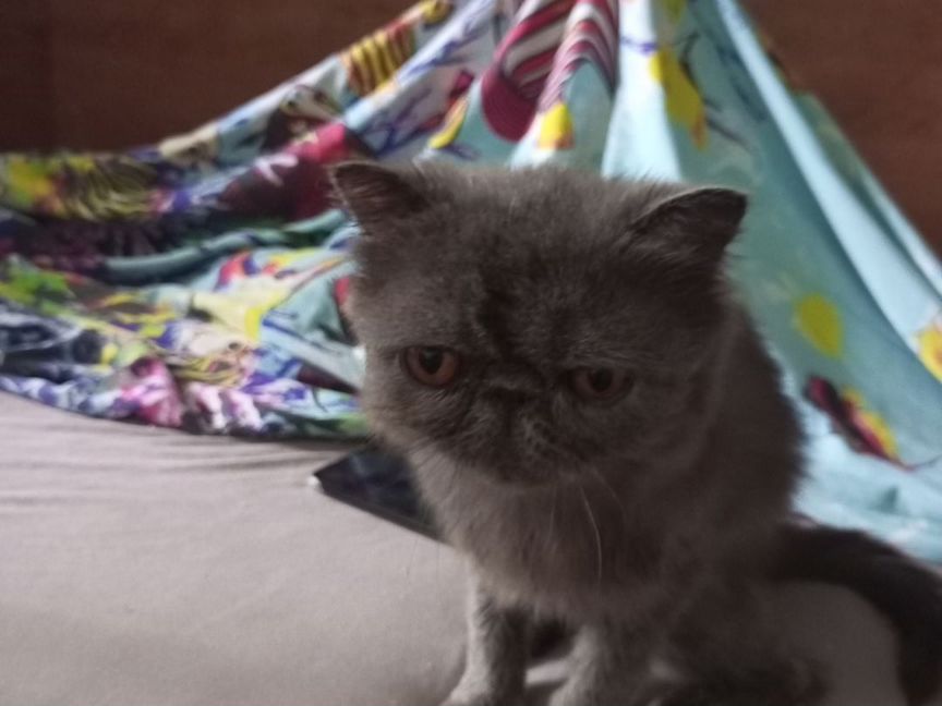 Экзотическая кошка