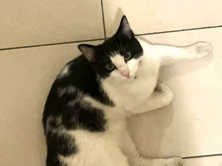 Выкинули ласкового кота в подьезд