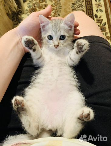 Котенок, 2 мес