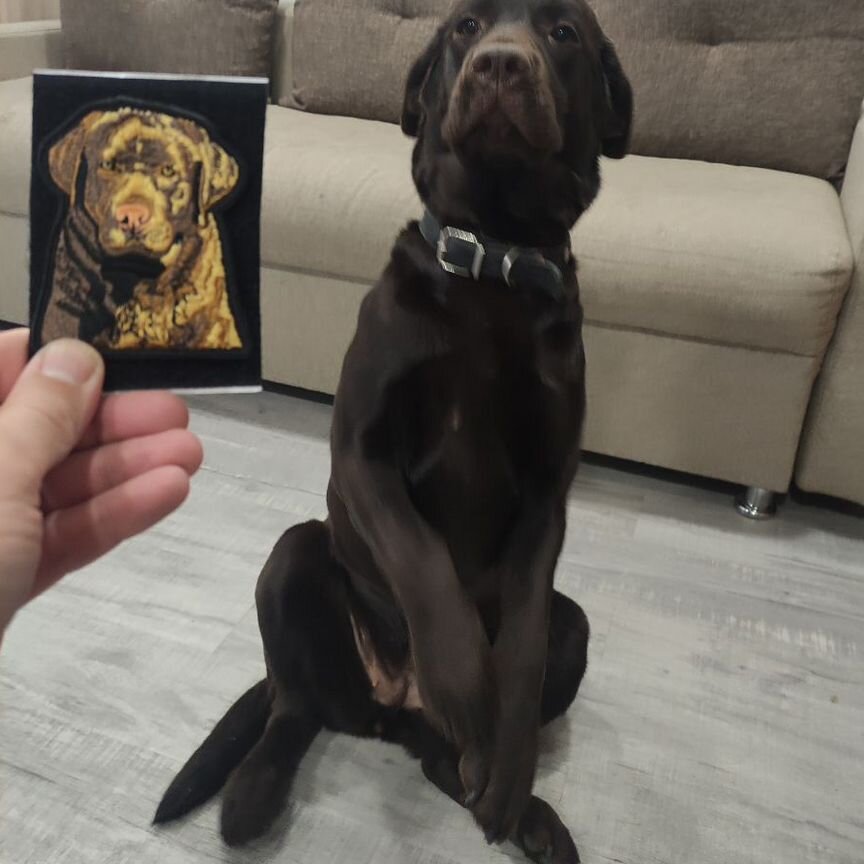 Лабрадор-ретривер, взрослая собака