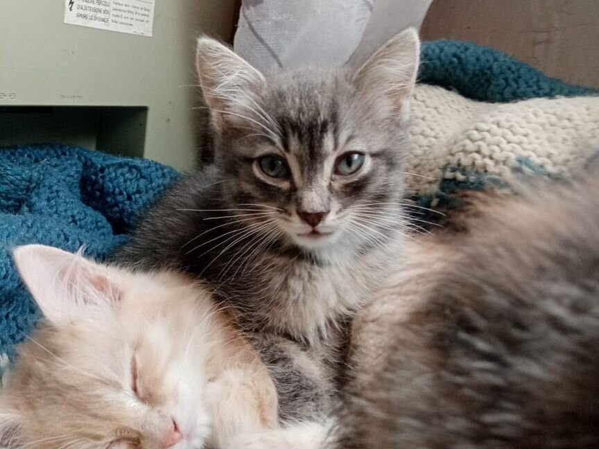 Котята в добрые руки