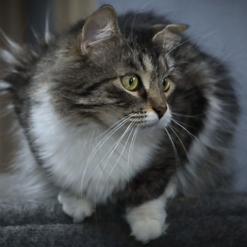 Сибирская кошка, взрослая