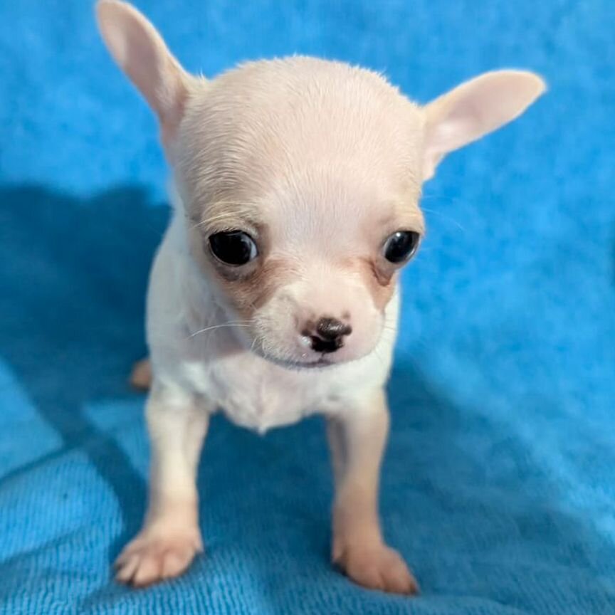 Чихуахуа, щенок