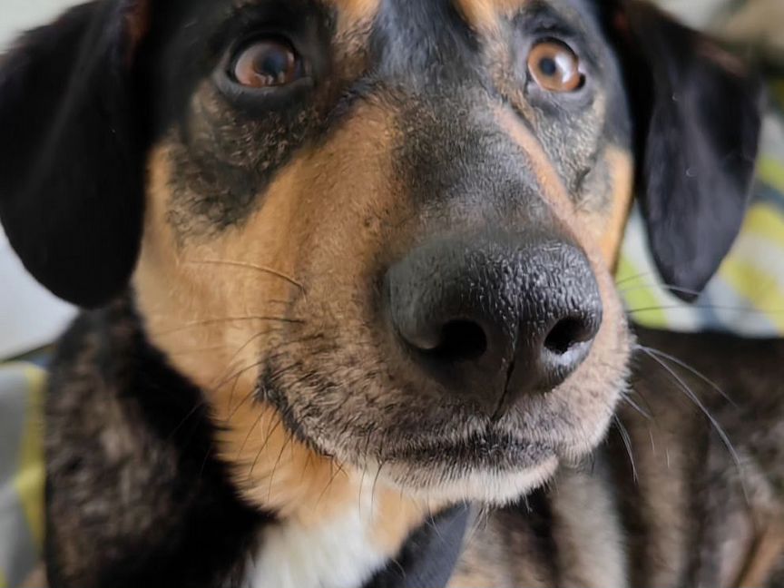 Клаус ищет дом