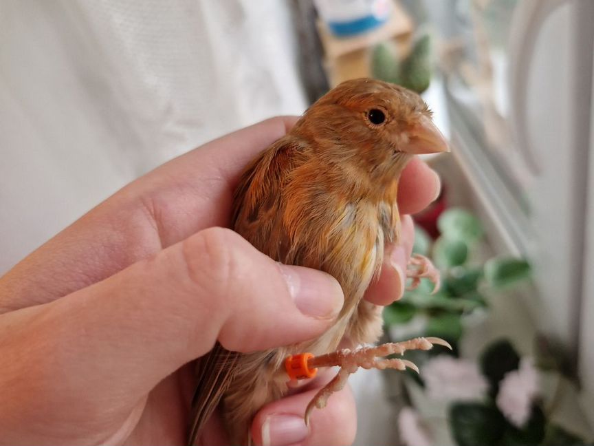 Канарейка брун