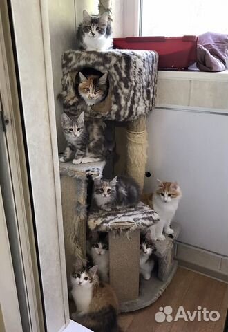 Клубные короткохвостые котята-рысята 10 курбобиков