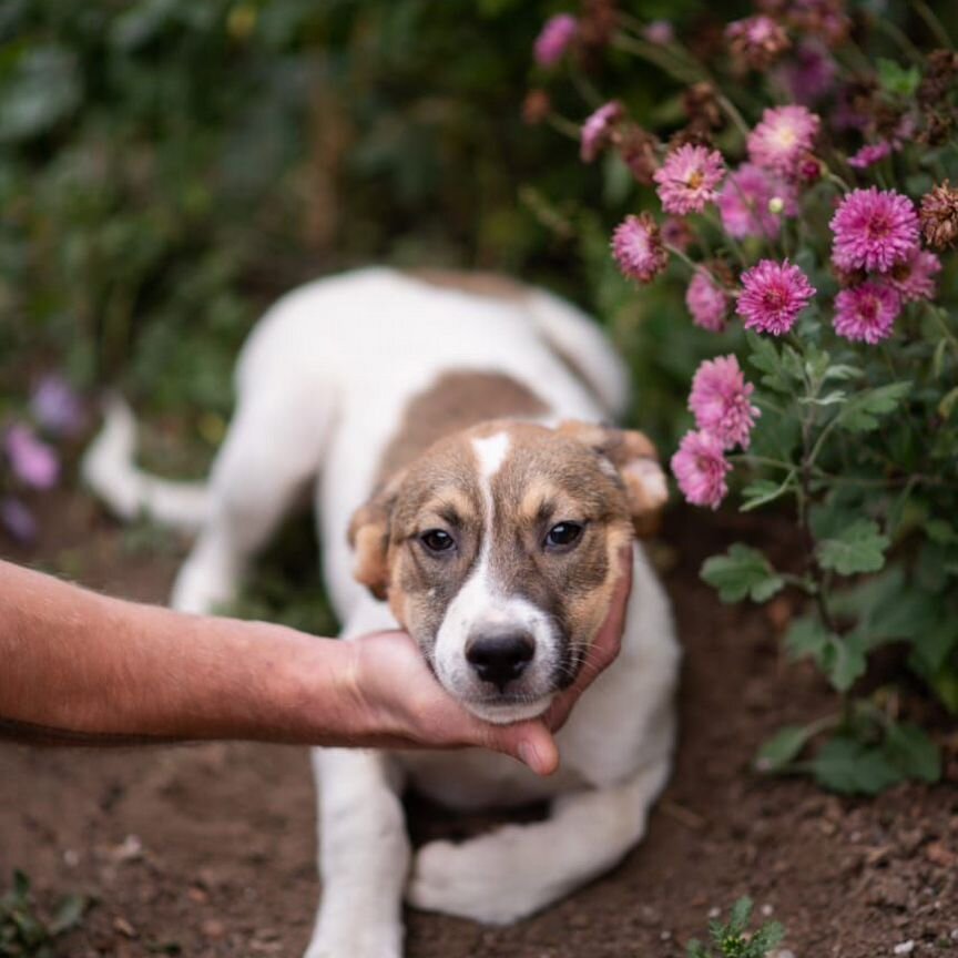 Щенулечка в добрые ручки
