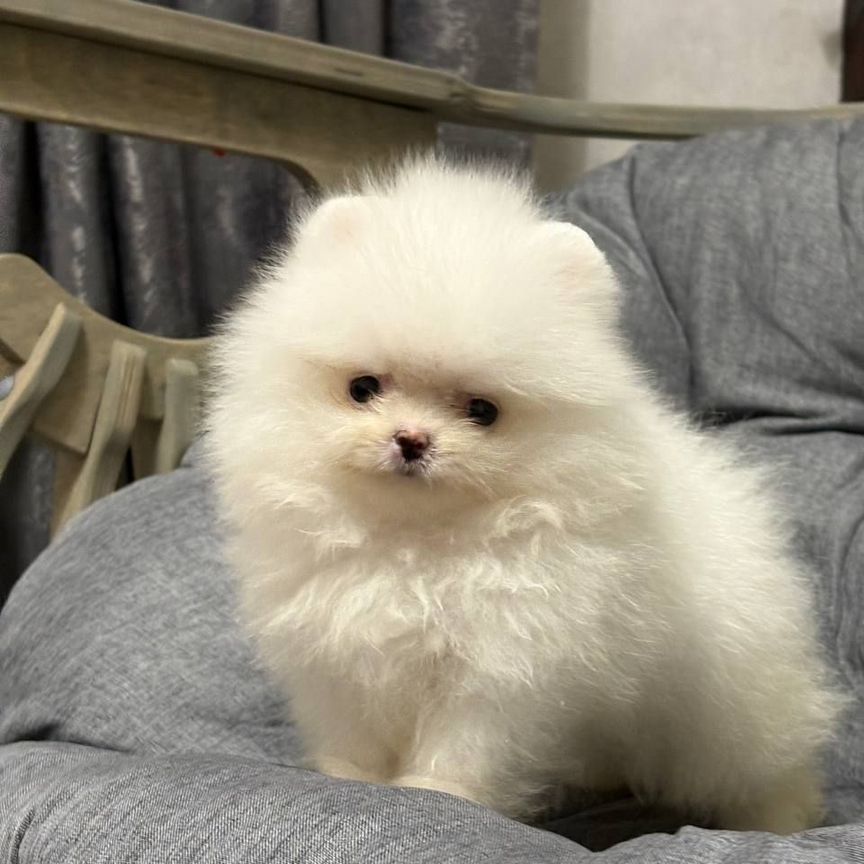 Померанский шпиц, щенок