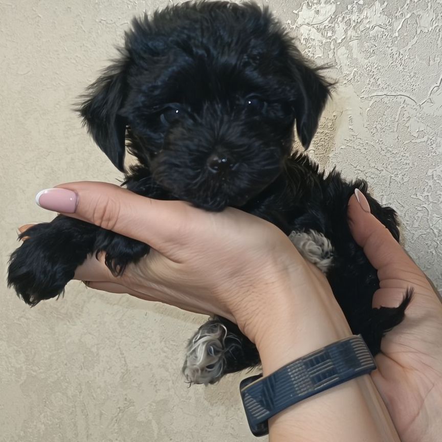 Мальтипу, щенок