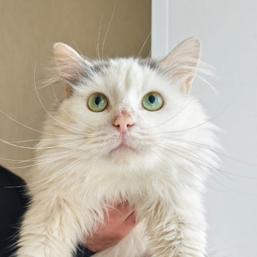 Отдам кота в добрые руки