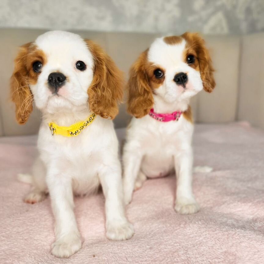 Девочки кавалера кинг чapльз спаниель